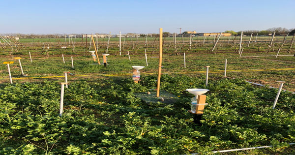 Biovine, nuove colture in aiuto dei vigneti | Secondo Tempo