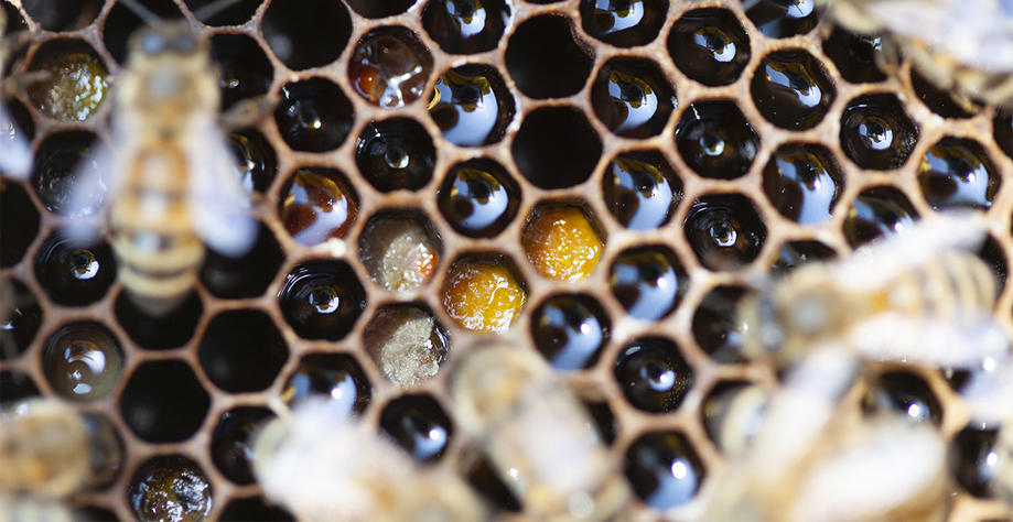 Le api muoiono? Sì, ma di fame | Secondo Tempo